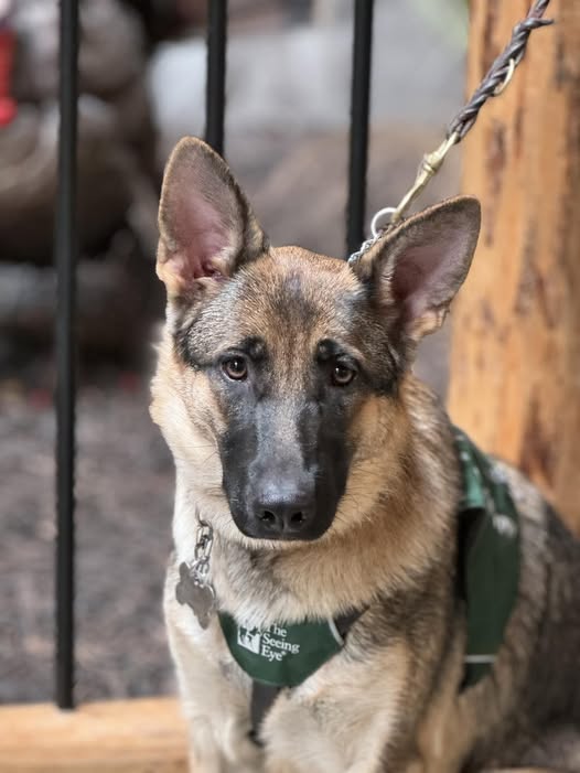 Munay Returns to the Seeing Eye